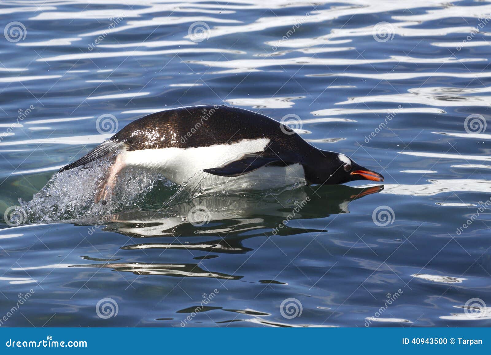 Gentoo Penguin Jump Over the Ocean 1 Stock Photo - Image of pole, cold ...