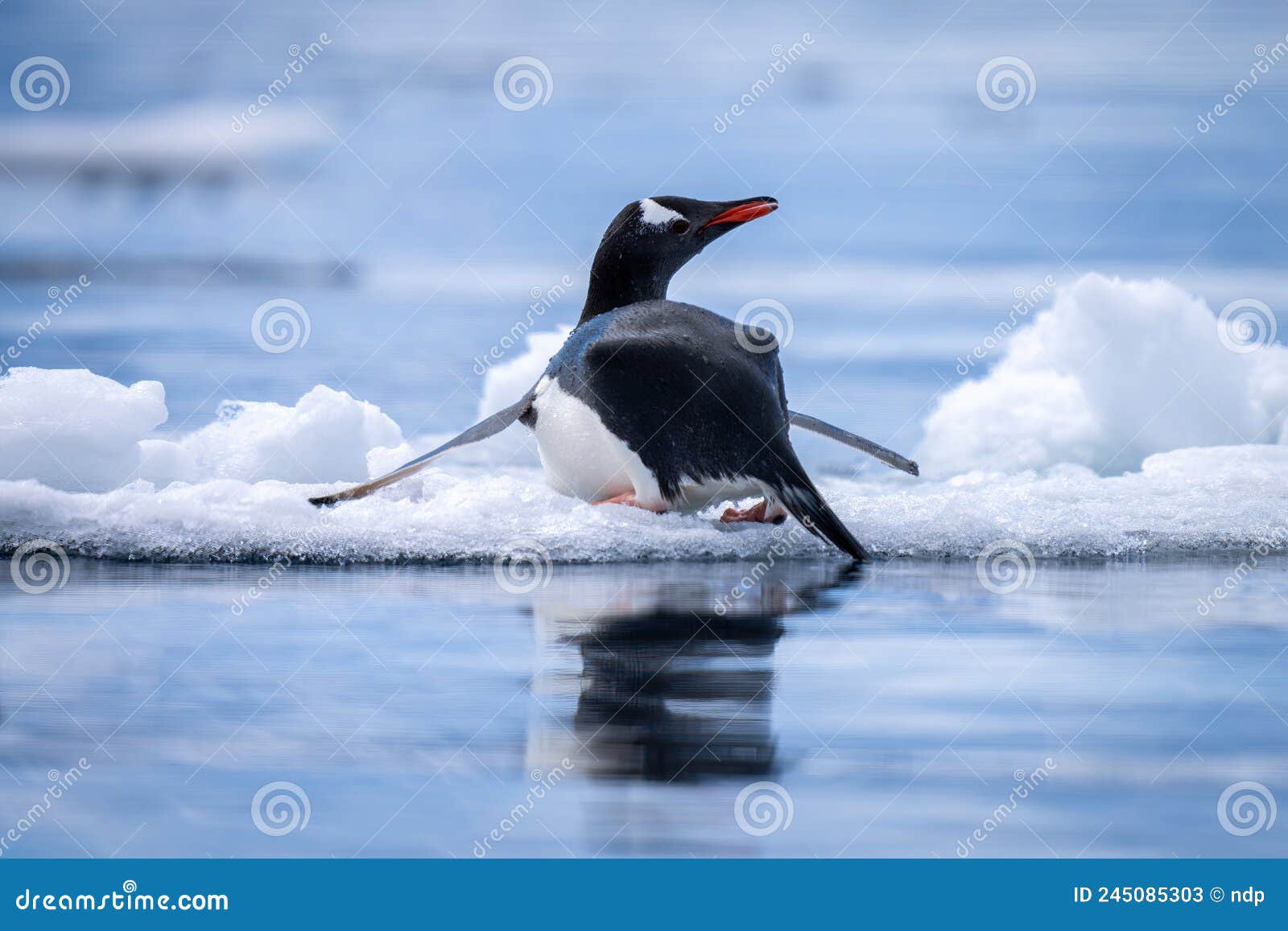 Gentoo Penguin Lies on Ice Looking Back Stock Image - Image of nature ...