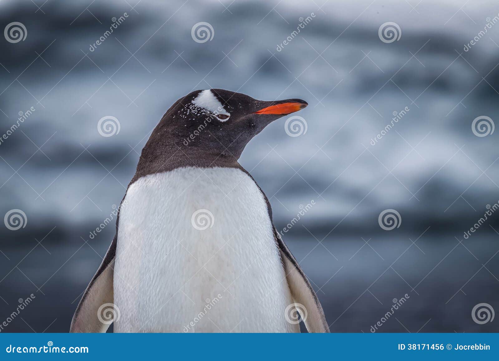 Gentoo Penguin Looks Camera Right Stock Photo - Image of gentoo, beak ...