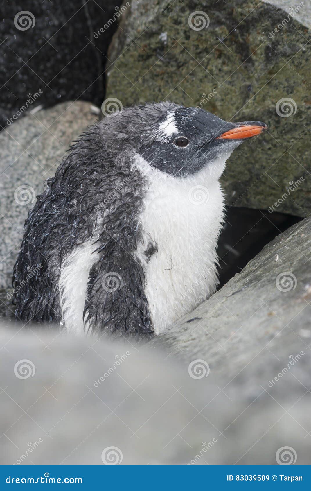 Gentoo Penguin Chick Rain Stock Photos - Free & Royalty-Free Stock ...