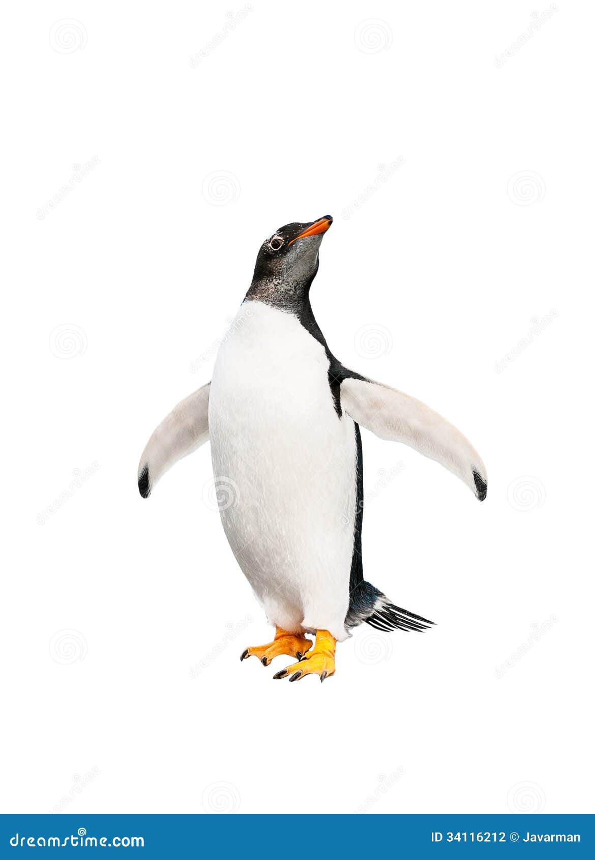 Gentoo Penguin Walk On The Snow Royalty-Free Stock Photography ...