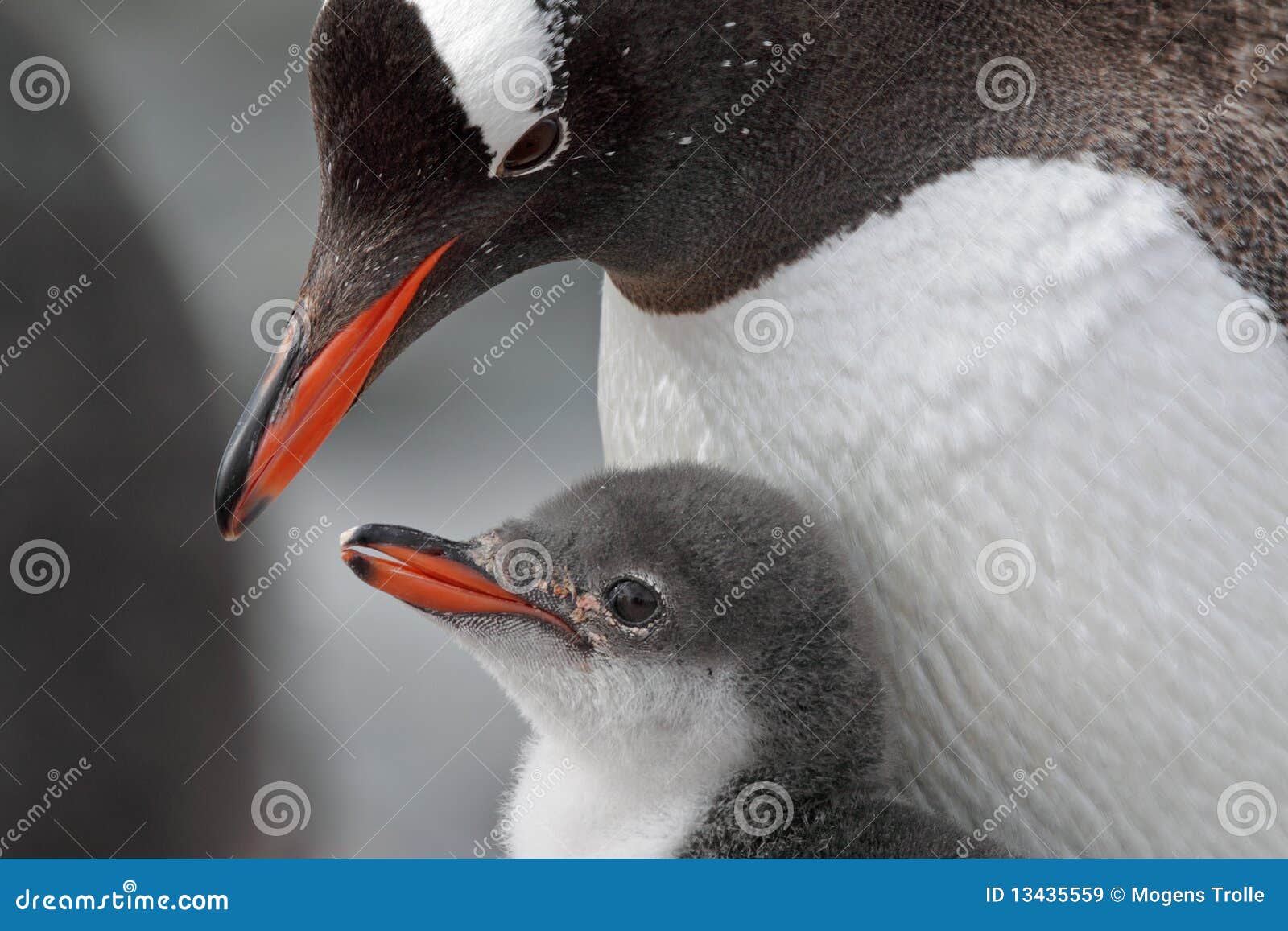 Gentoo Penguin Parent with Young, Antarctica Stock Image - Image of ...
