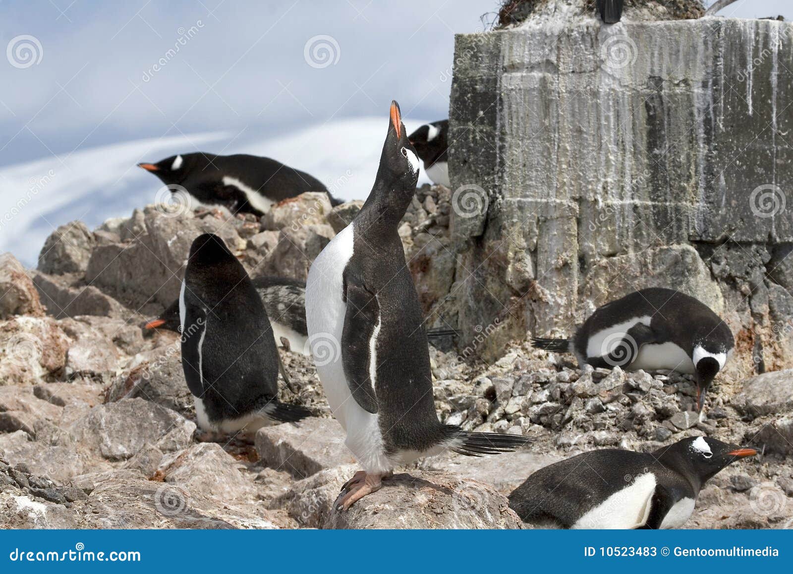 Gentoo Penguin (Pygoscelis Papua) Stock Image - Image of falkland ...