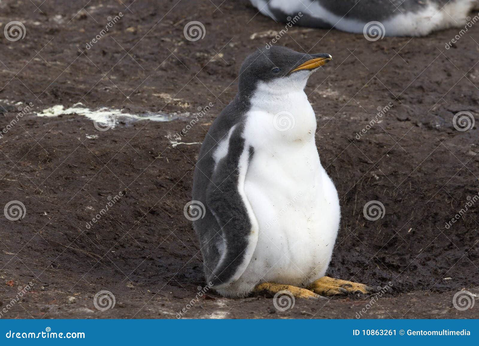 Gentoo Penguin (Pygoscelis Papua) Stock Image - Image of bird, georgia ...