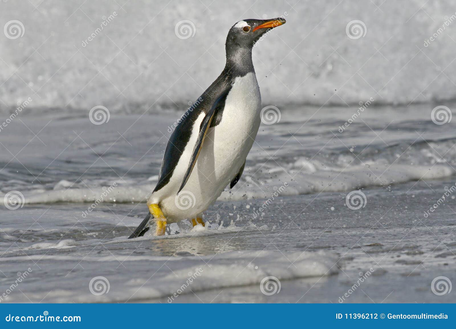 Gentoo Penguin (Pygoscelis Papua) Stock Photo - Image of pygoscelis ...