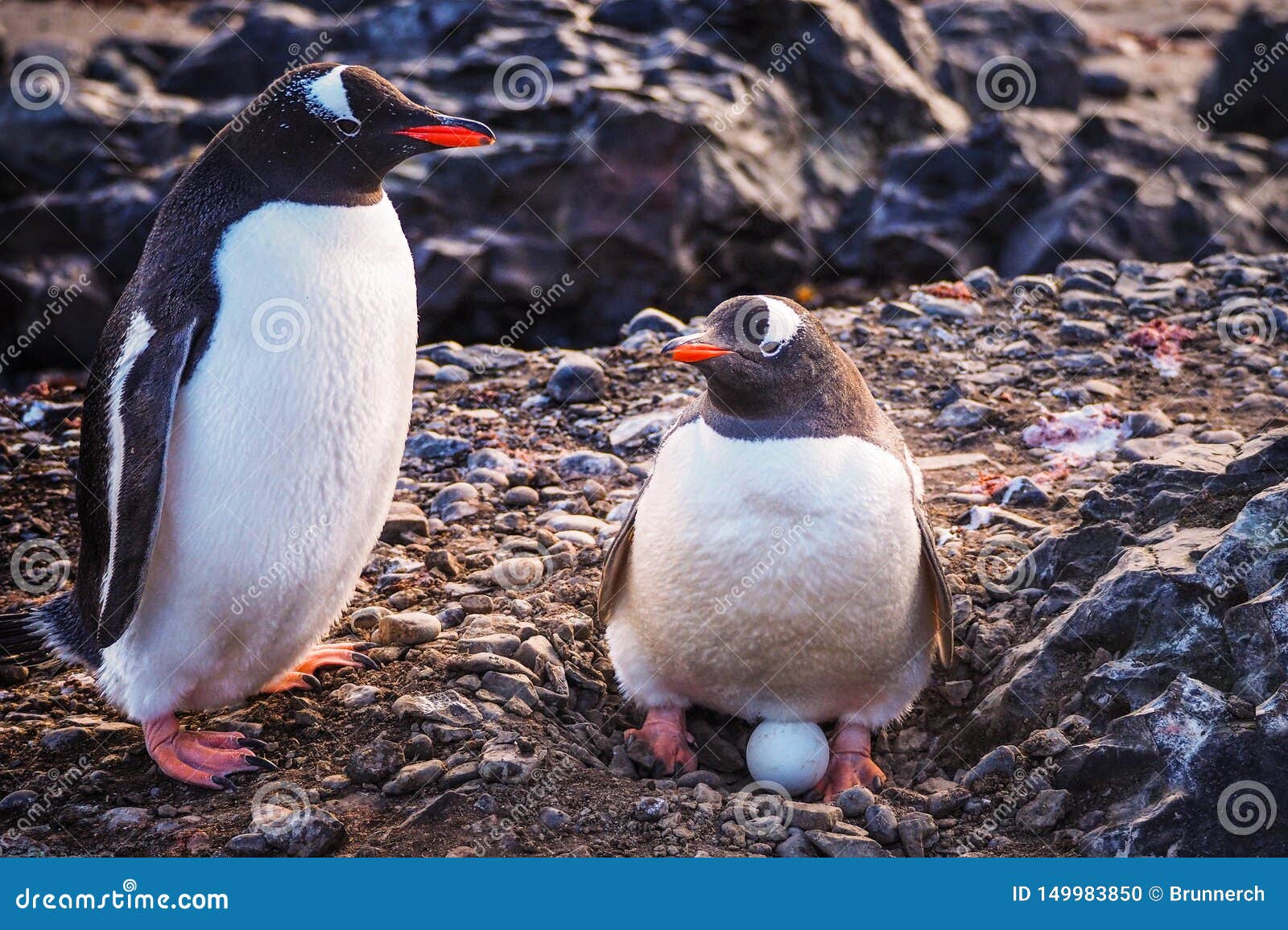 Gentoo Penguin Pygoscelis Papua with Egg Stock Photo - Image of ocean ...