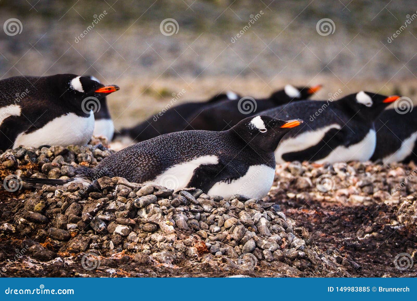 Gentoo Penguin nesting stock image. Image of family - 149983885