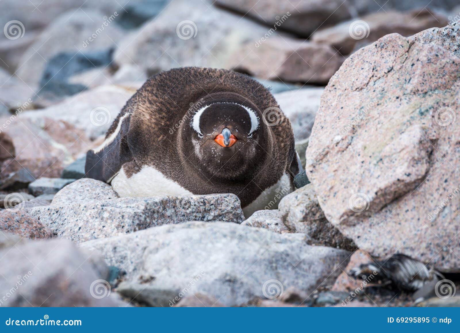 Gentoo Penguin on Rocks Looking at Camera Stock Image - Image of beach ...