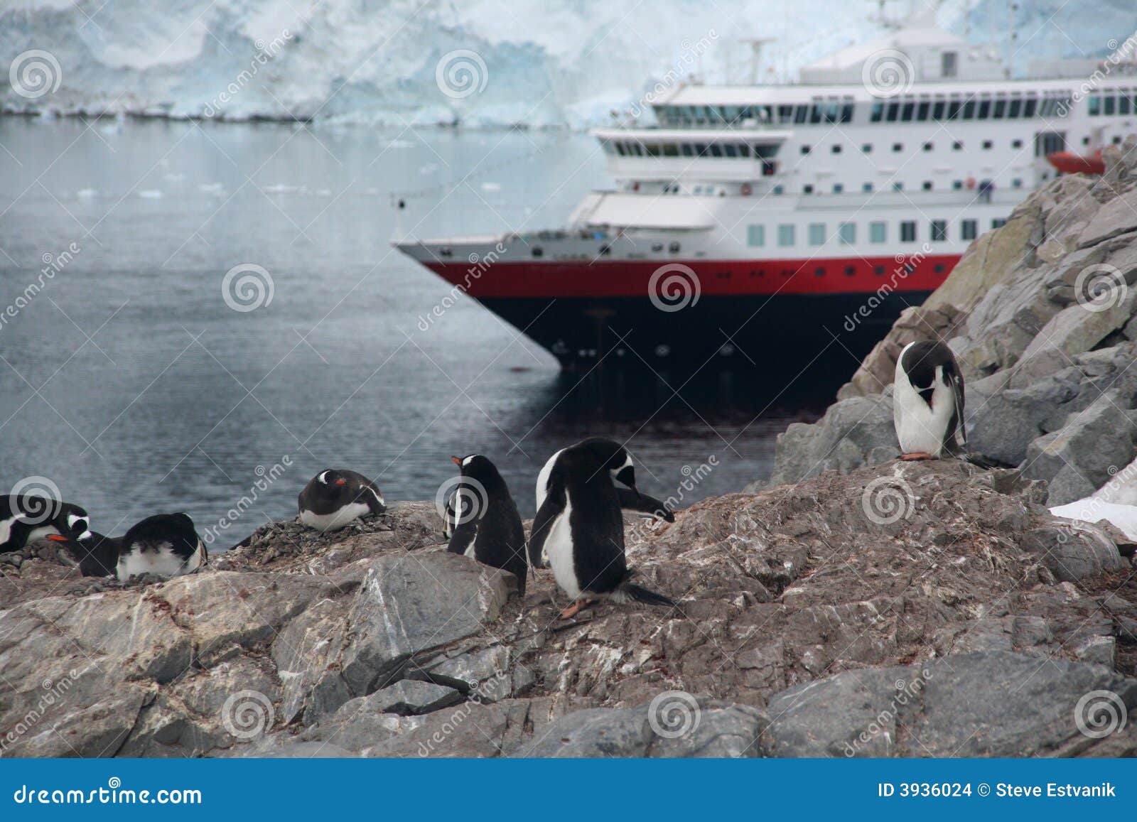 Gentoo Penguin Rookery with Cruise Ship Stock Photo - Image of ...