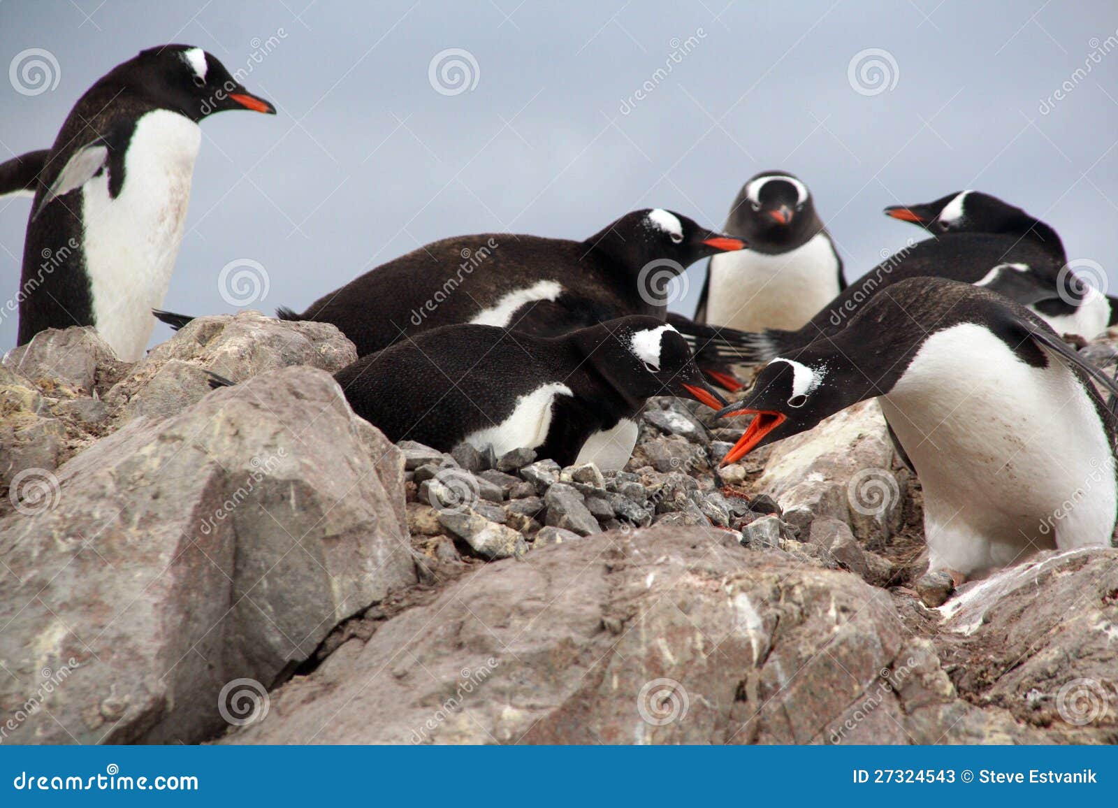Gentoo Penguin Rookery, Nesting on Rocks, Stock Image - Image of group ...