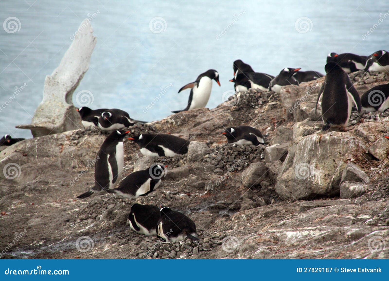 Gentoo Penguin Rookery, Nesting on Rocks, Stock Image - Image of polar ...