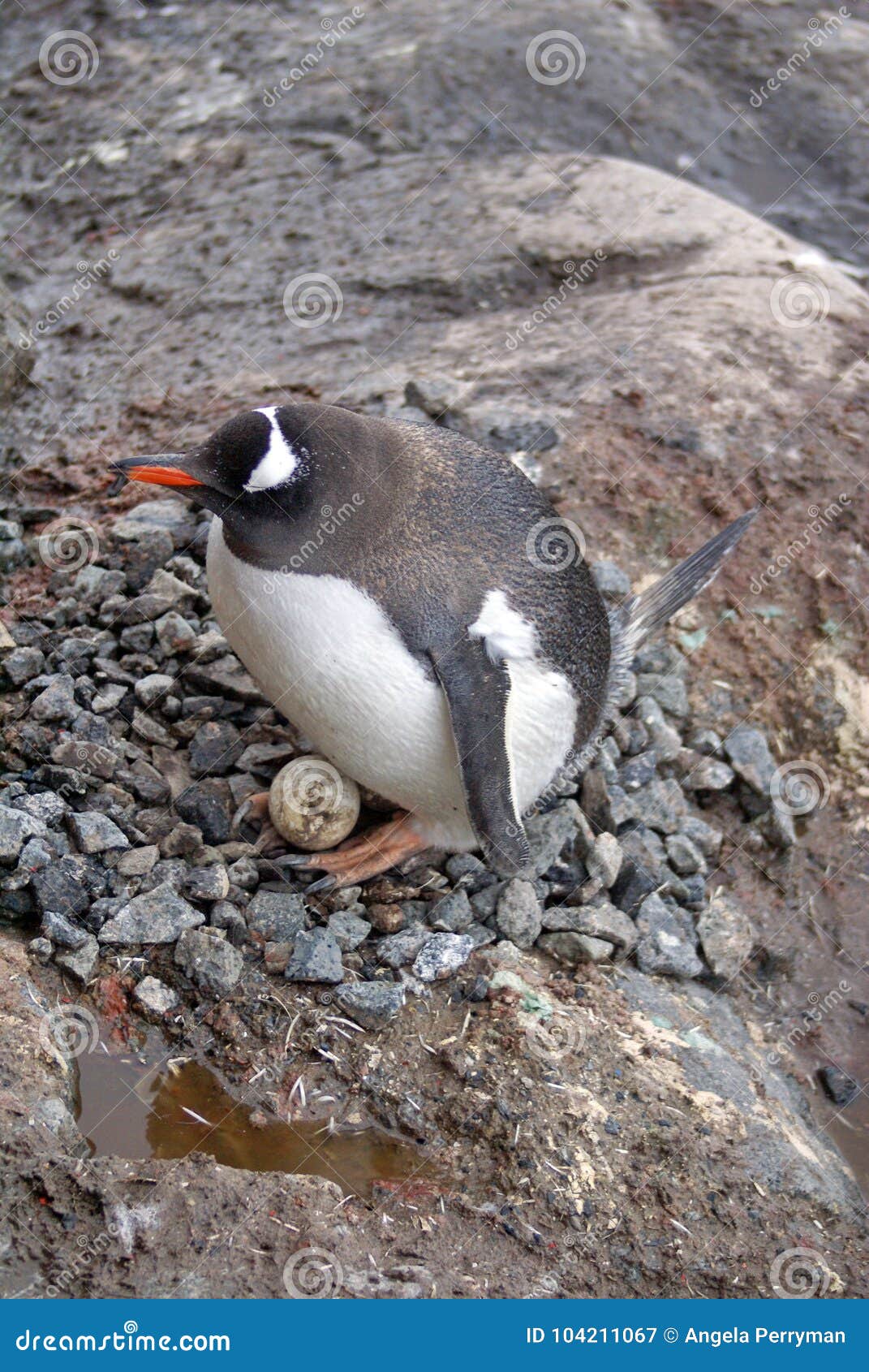 Gentoo Penguin with an Egg in Antarctica Stock Image - Image of frigid ...