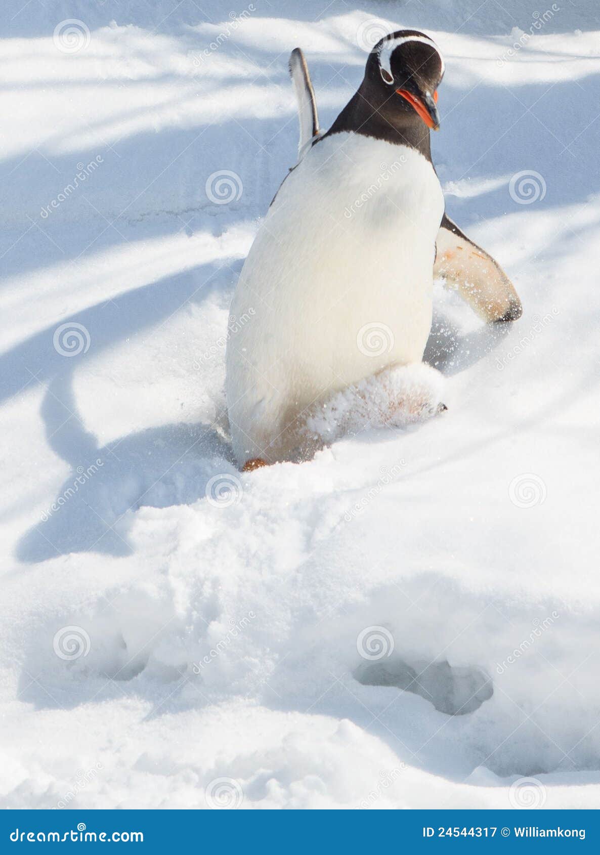 Gentoo Penguin Slipping Down the Snow Stock Image - Image of penguin ...