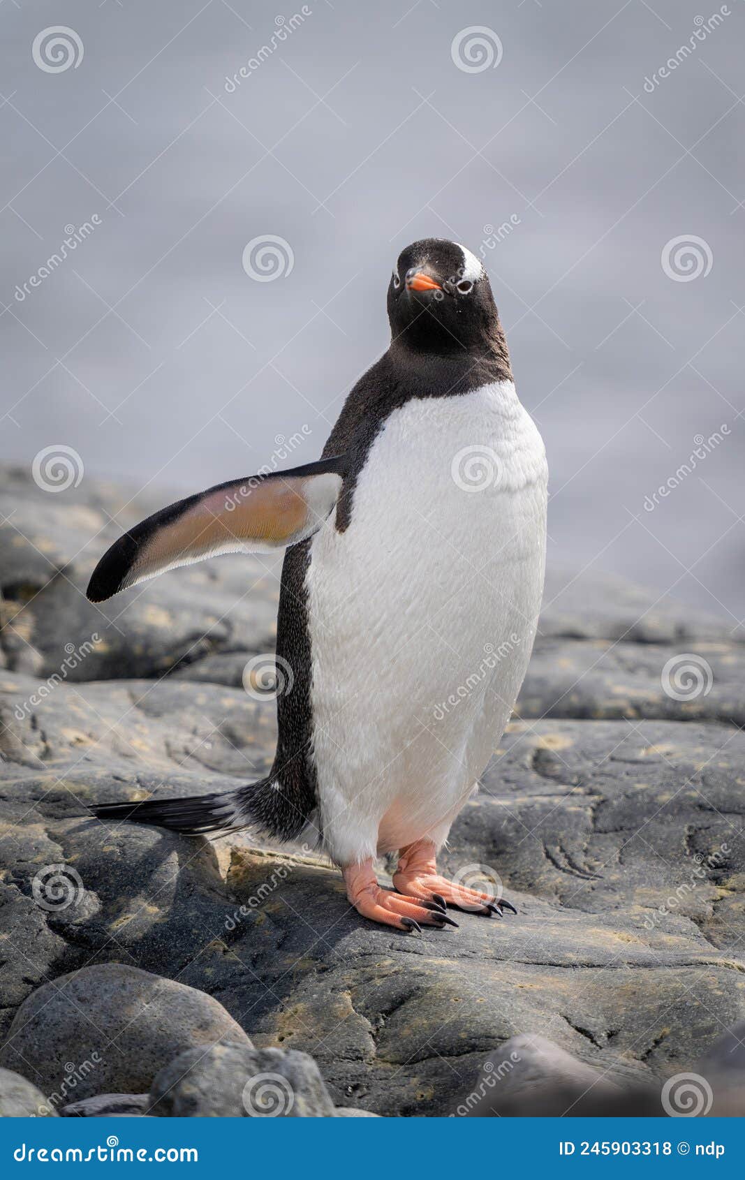 Gentoo Penguin Stands on Rock Extending Flipper Stock Photo - Image of ...