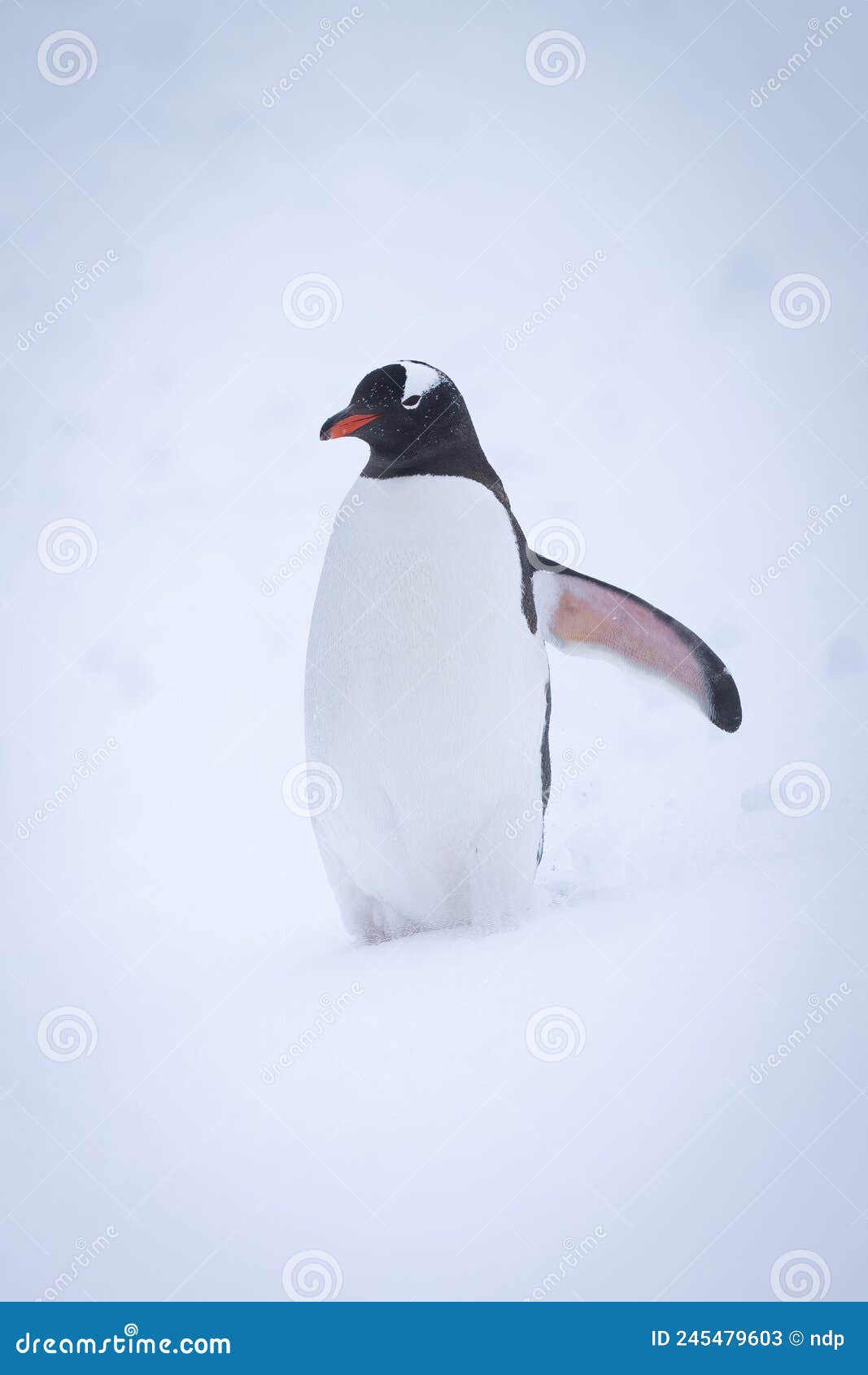 Gentoo Penguin Stands in Snow Raising Flipper Stock Image - Image of ...