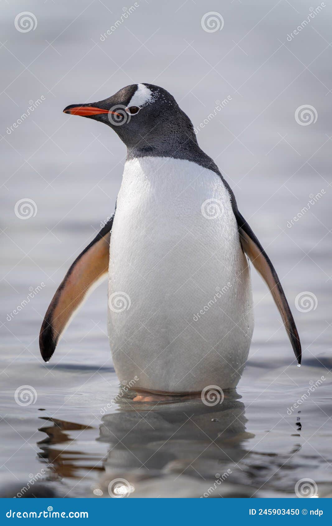 Gentoo Penguin Stands Stretching Flippers in Shallows Stock Photo ...