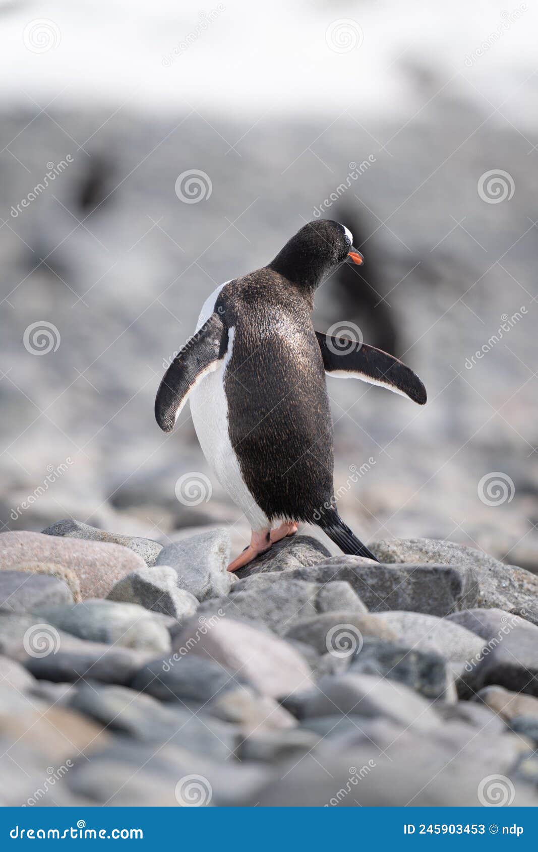 Gentoo Penguin Stands Stretching on Sunlit Rock Stock Image - Image of ...