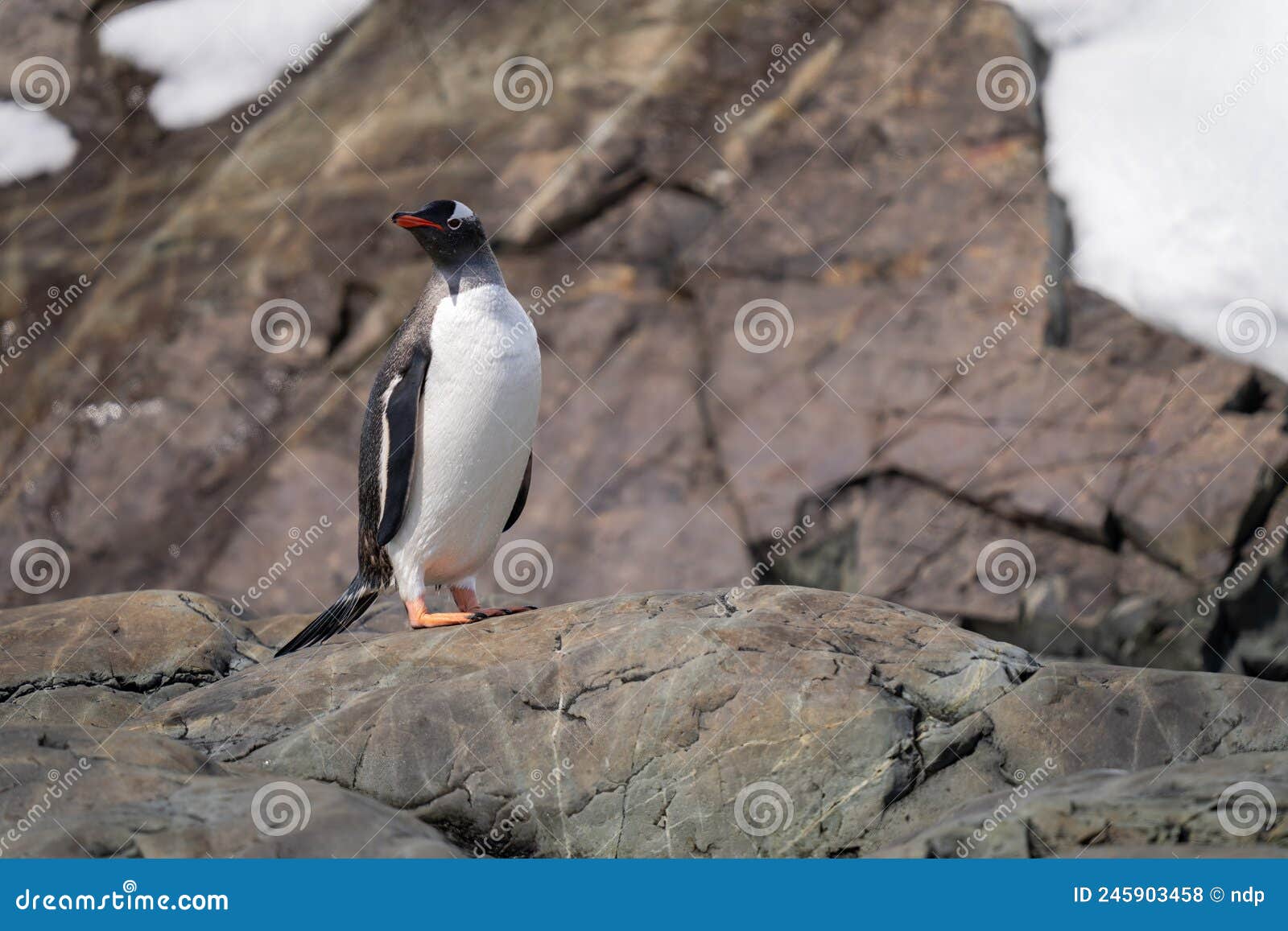 Gentoo Penguin Stands Turning Head on Rock Stock Photo - Image of ...