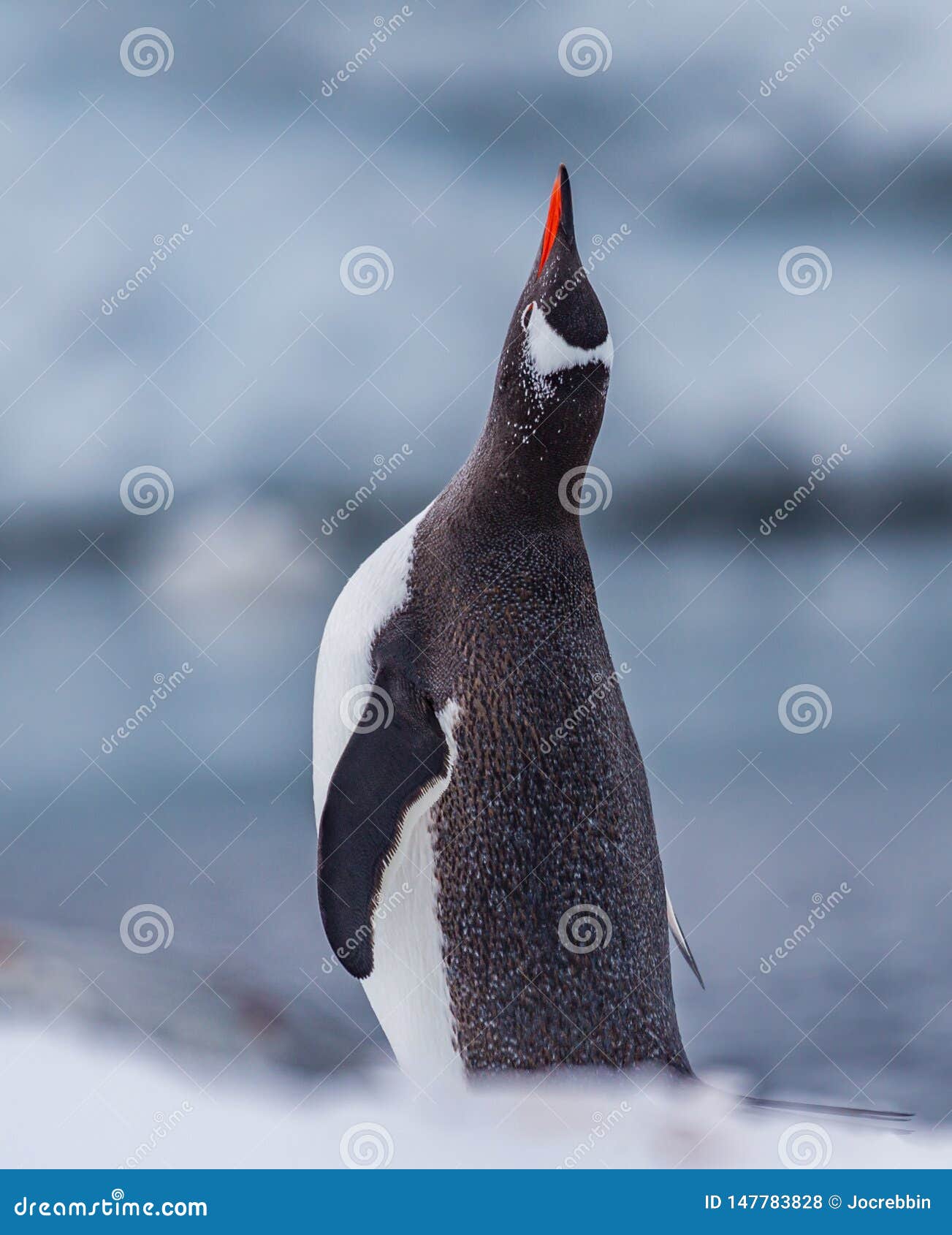 Gentoo Penguin Stretching in Antarctica Stock Photo - Image of ...
