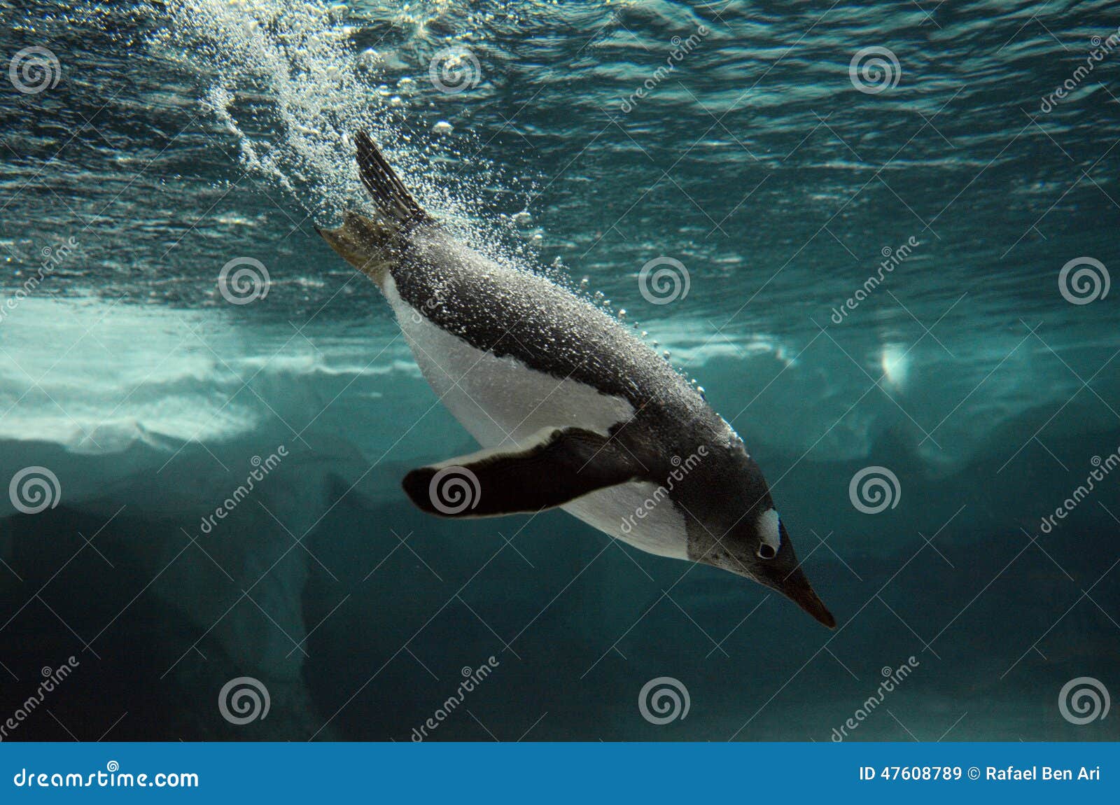 Gentoo Penguin Couple On The Background Of The Ocean. Stock Photo ...