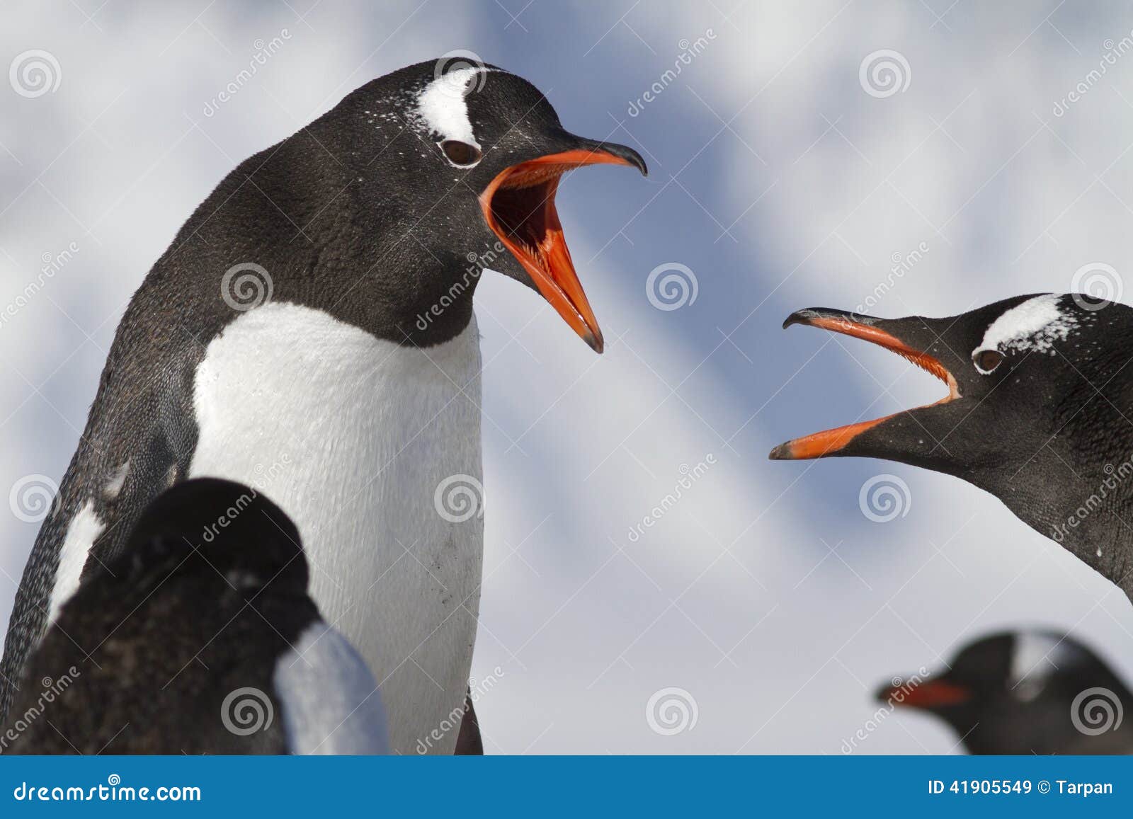 Gentoo Penguin Two during an Argument Stock Image - Image of tourism ...