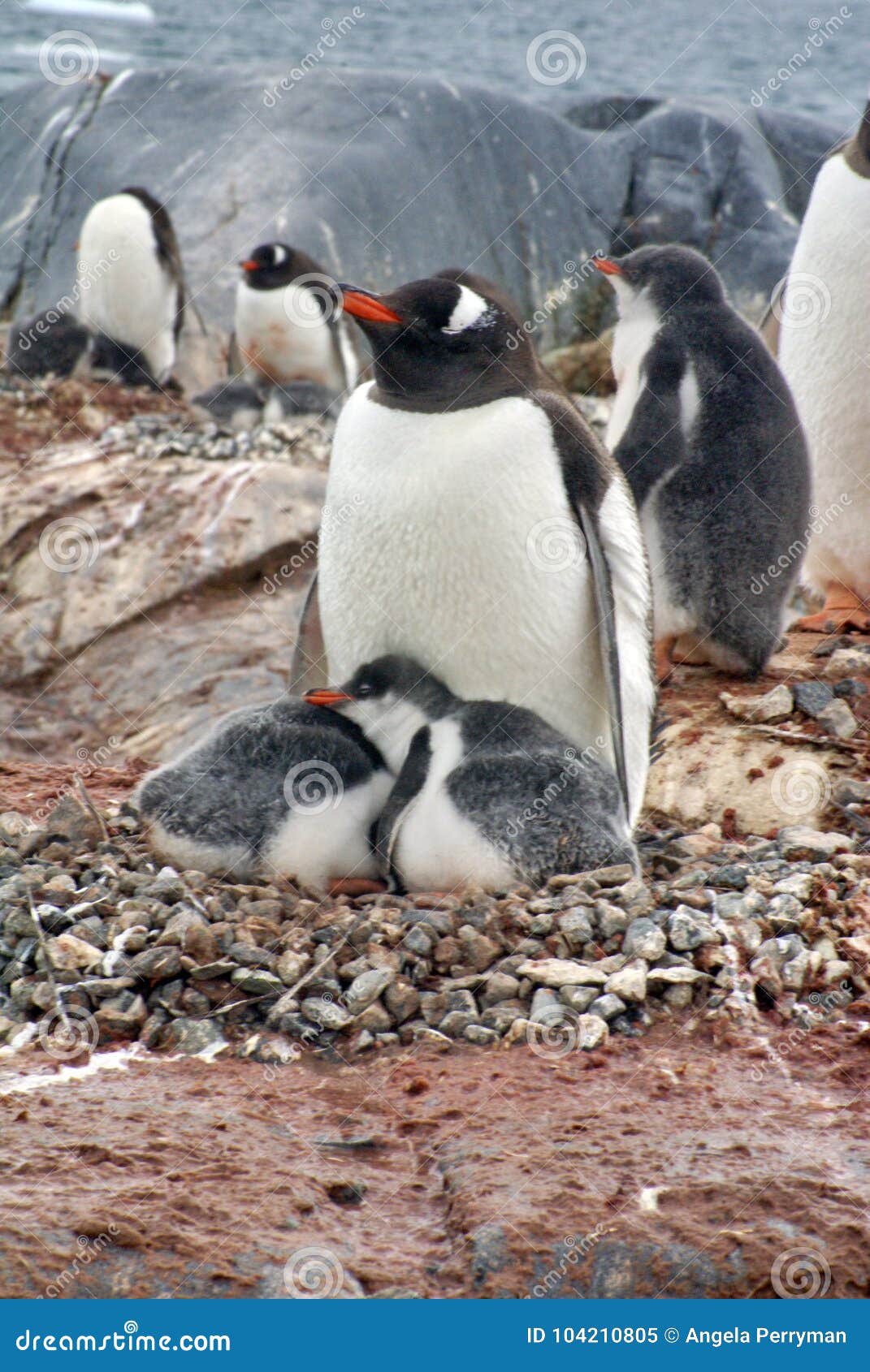 Gentoo Penguin with Chicks in Antarctica Stock Image - Image of mother ...