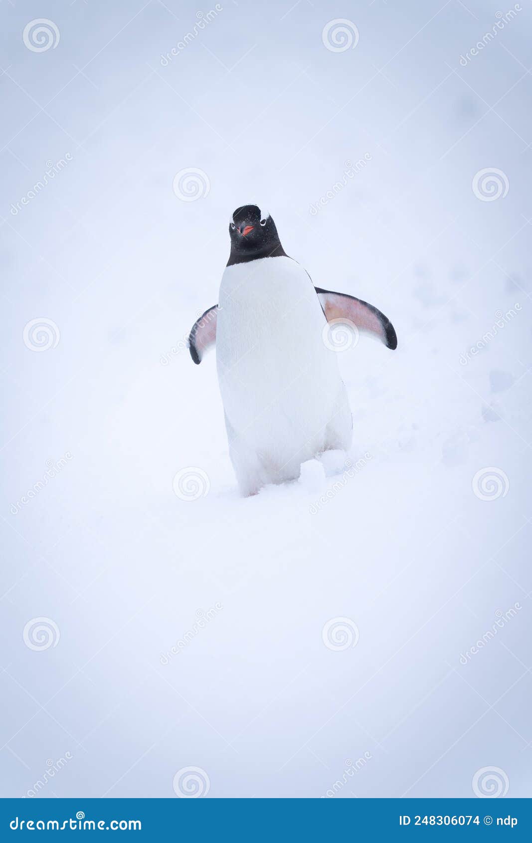 Gentoo Penguin Waddles through Snow Lifting Flippers Stock Photo ...
