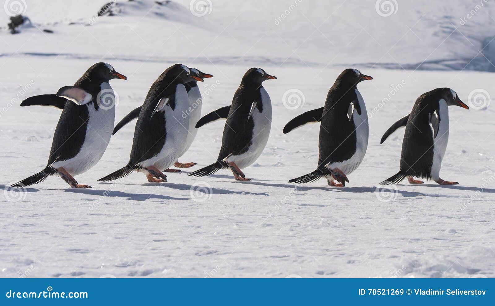 Gentoo Penguin Walk on the Snow Stock Image - Image of portrait, white ...