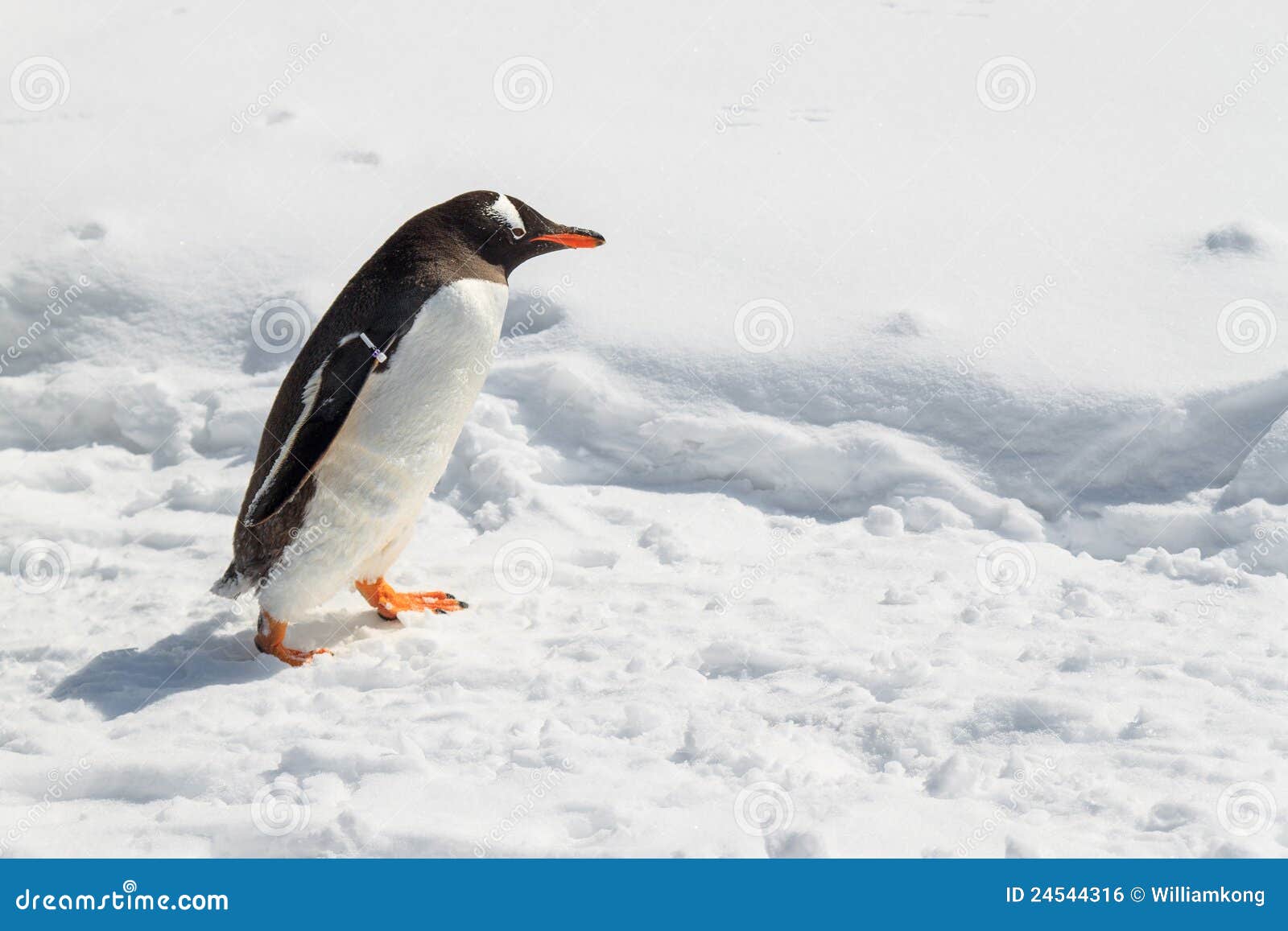 Gentoo Penguin Walking on Snow Stock Photo - Image of walk, hokkaido ...