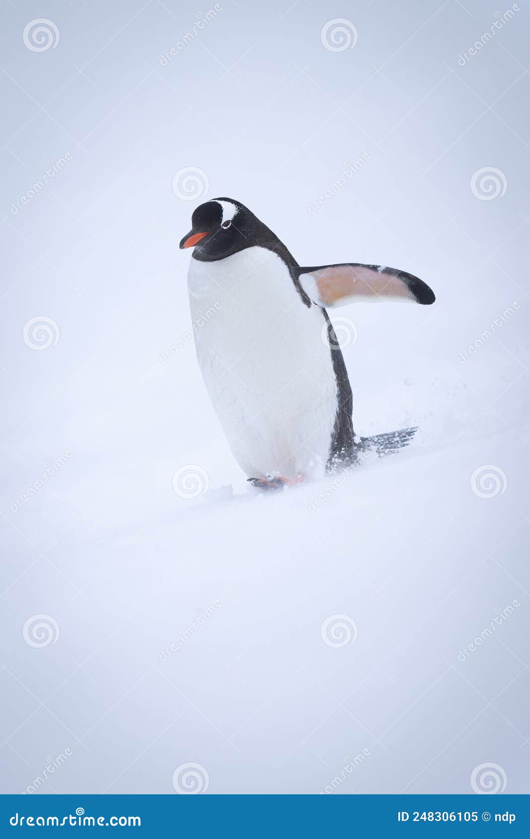 Gentoo Penguin Walks Down Hill Lifting Flipper Stock Image - Image of ...