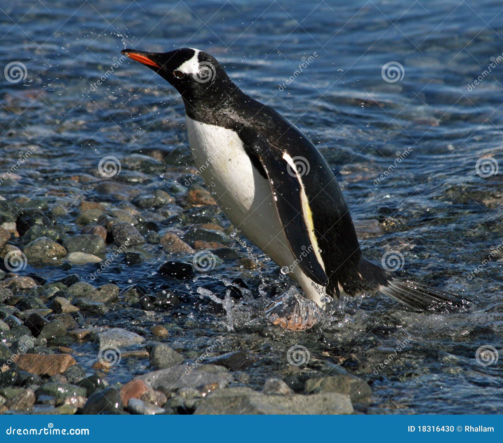 Gentoo penguin washing stock photo. Image of animal, water - 18316430