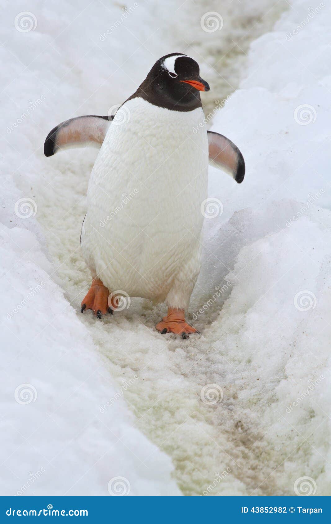 Penguin Track Stock Photos - Free & Royalty-Free Stock Photos from ...