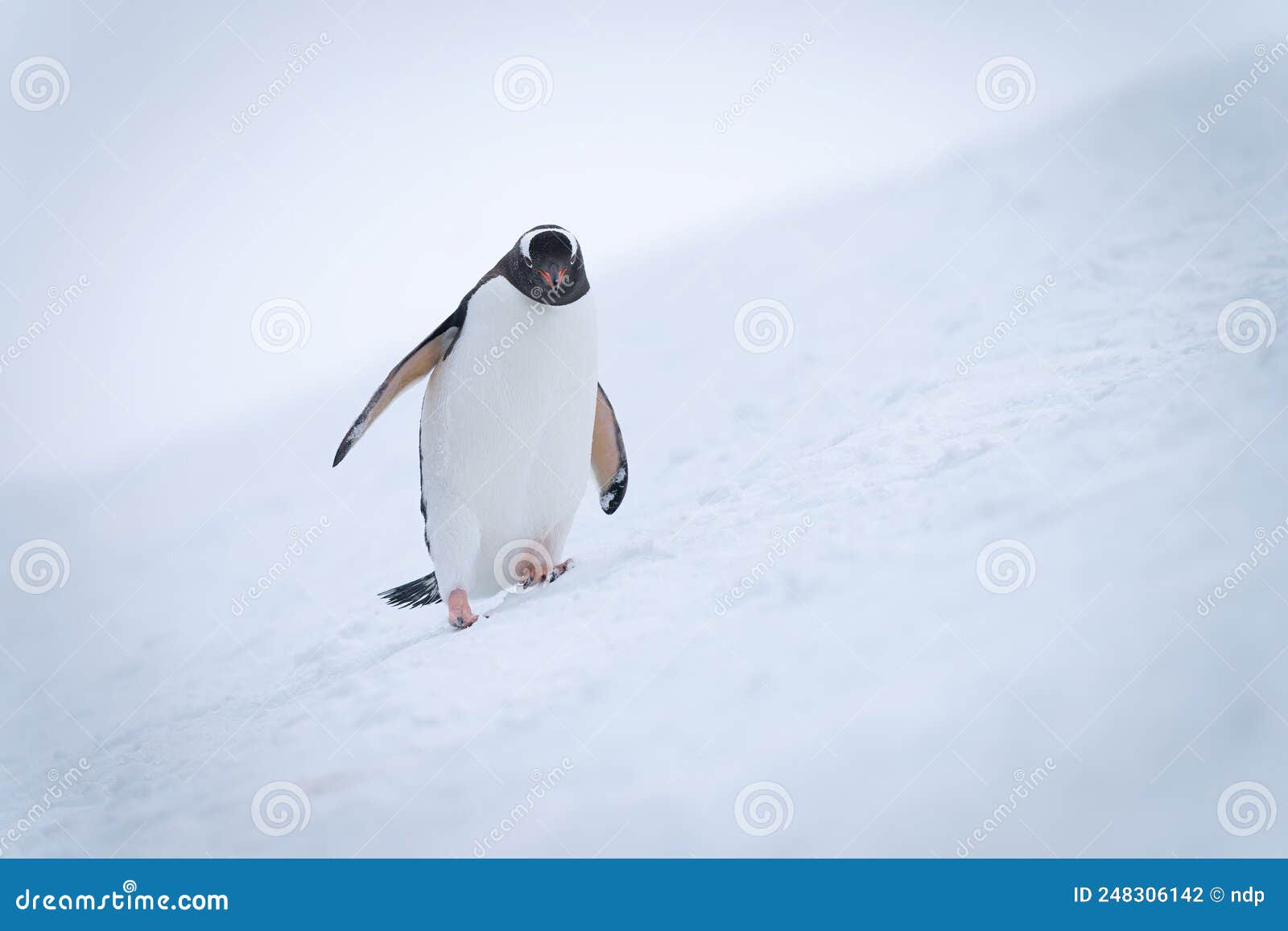 Gentoo Penguin Wobbles Down Slope Placing Foot Stock Photo - Image of ...