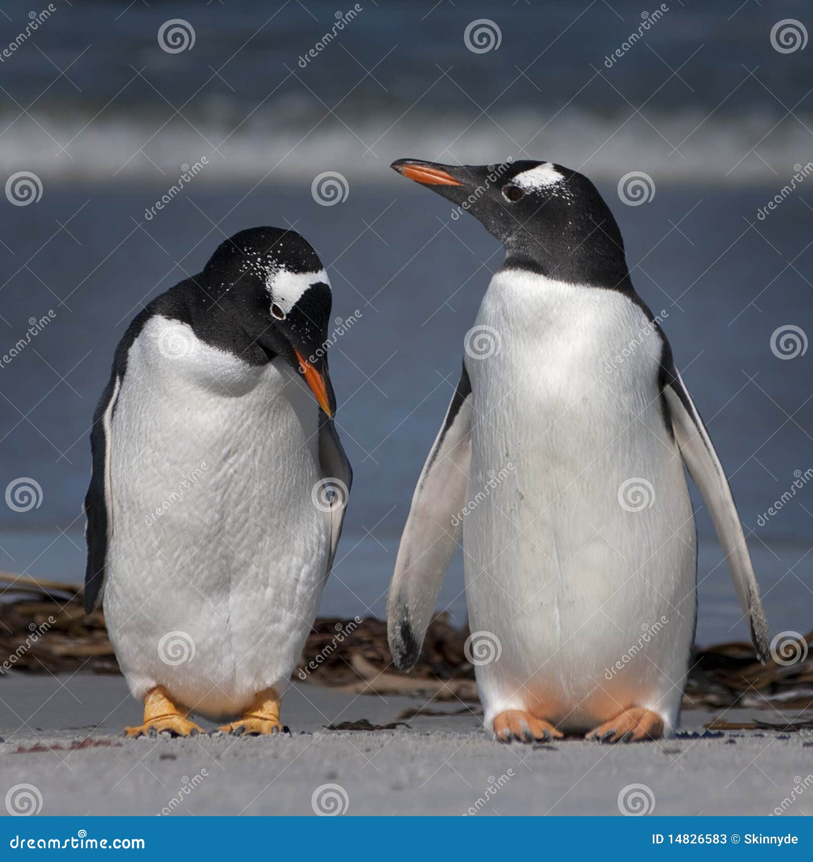 Gentoo Penguins stock image. Image of outdoors, birds - 14826583