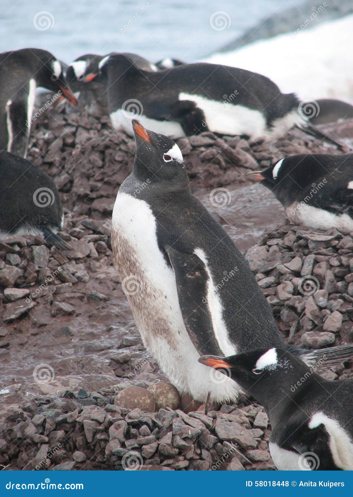 Gentoo penguins brooding stock photo. Image of antarctic - 58018448