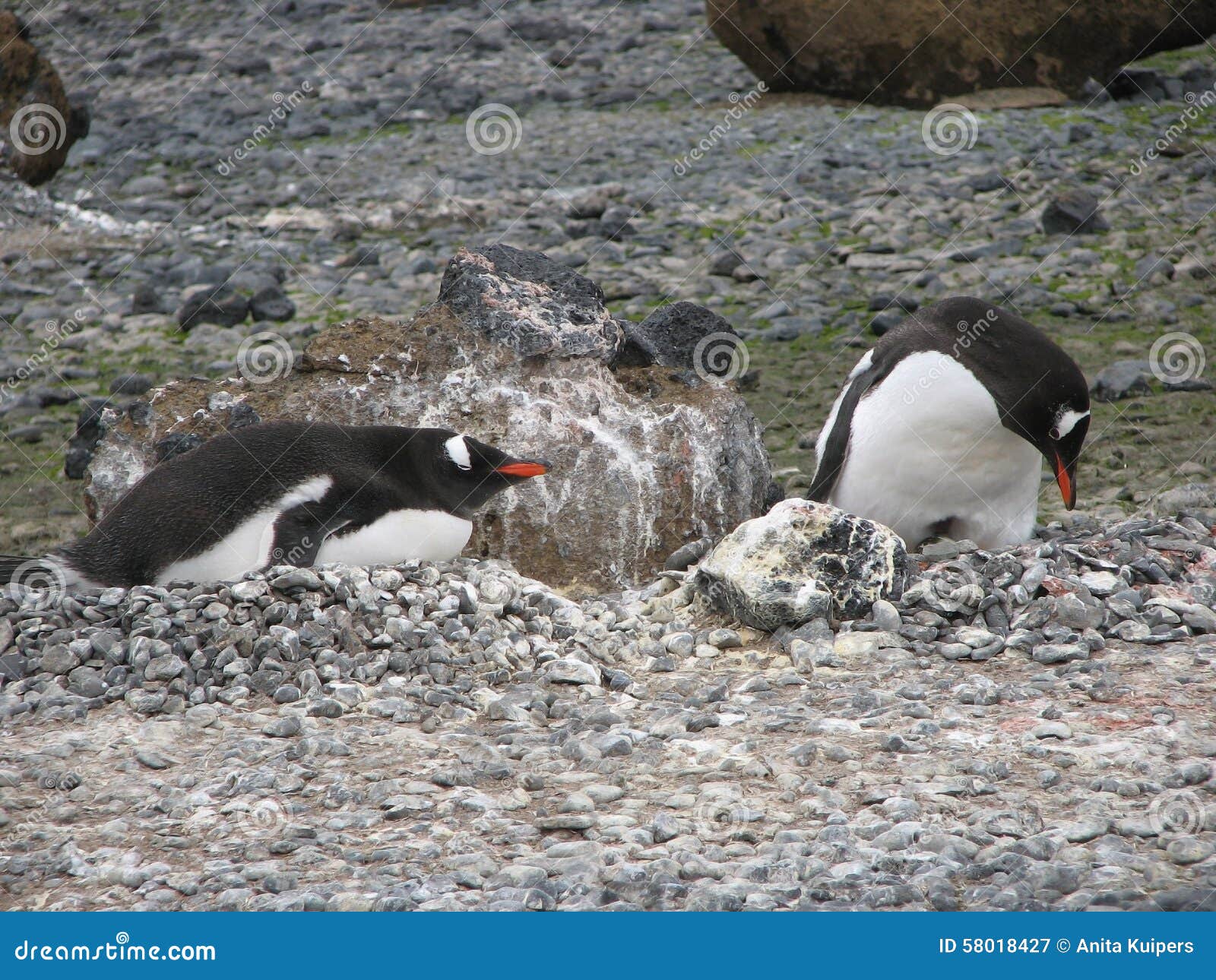 Gentoo penguins brooding stock image. Image of birds - 58018427