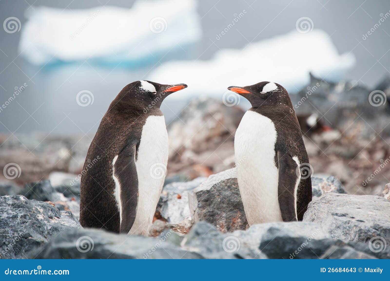 Gentoo Penguins Looking in the Mirror Antarctica Stock Image - Image of ...