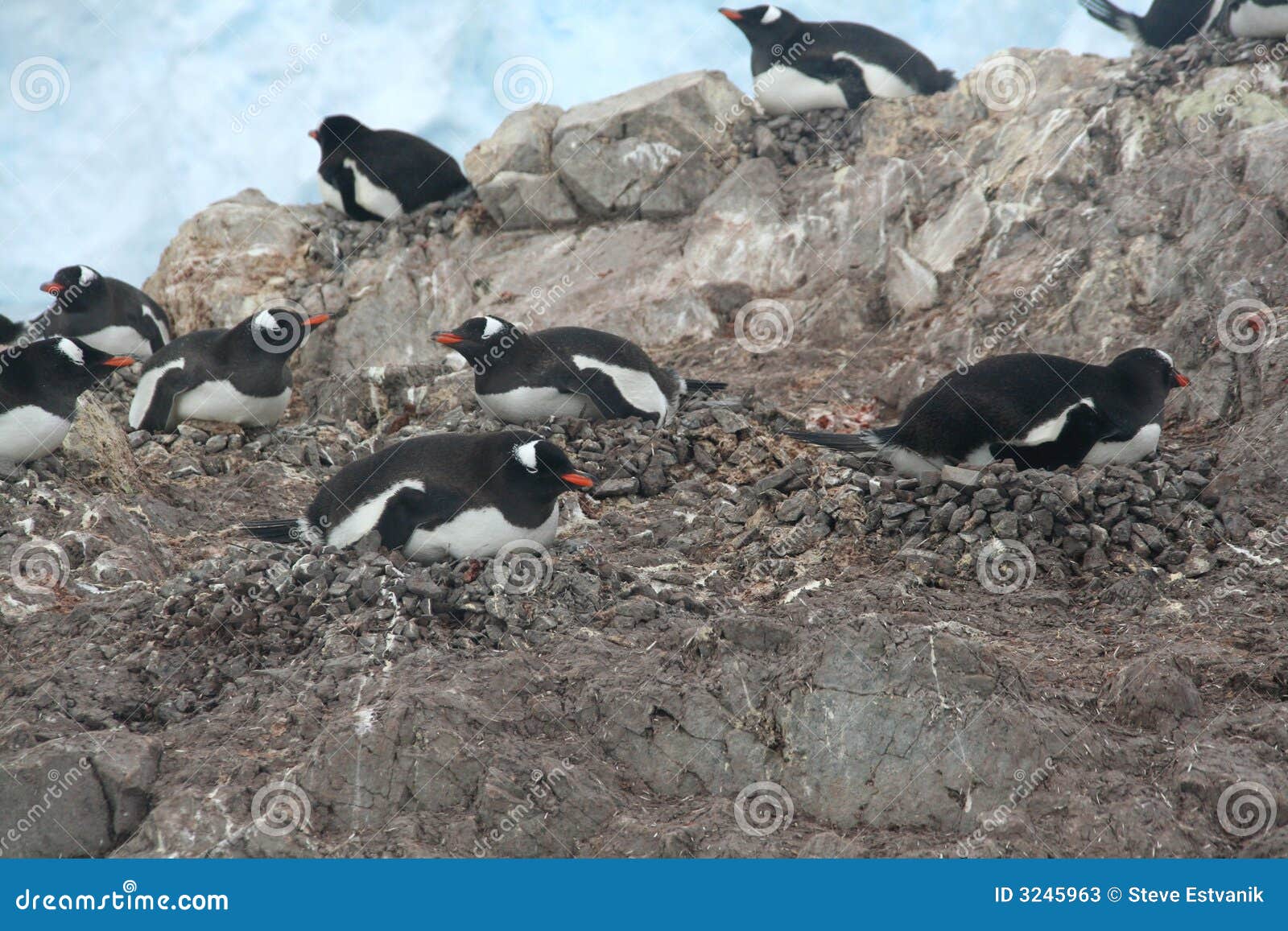 Gentoo penguins, nesting stock image. Image of breeding - 3245963