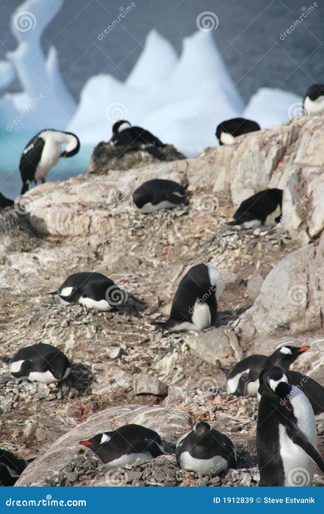 Gentoo Penguins, Nesting, with Coromorants in Background Stock Image ...