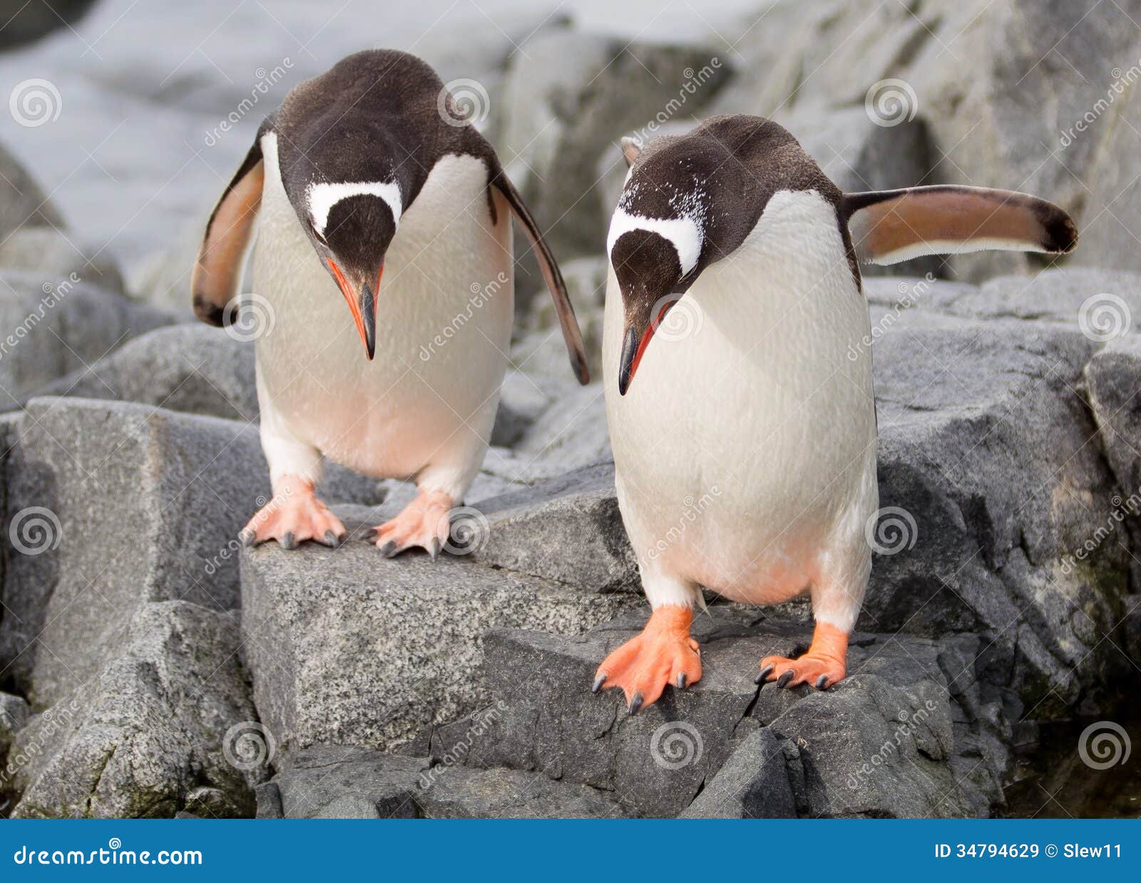 Gentoo Penguins stock image. Image of color, black, bird - 34794629