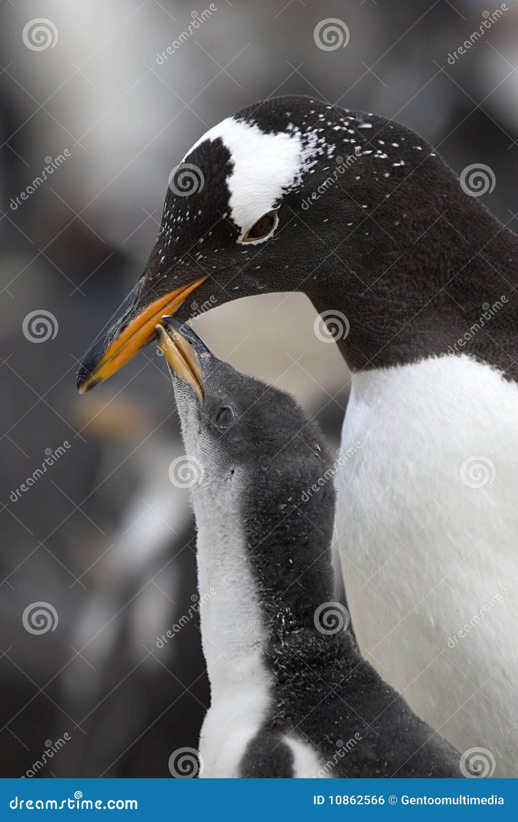 Gentoo Penguins (Pygoscelis Papua) Stock Photo - Image of nature ...