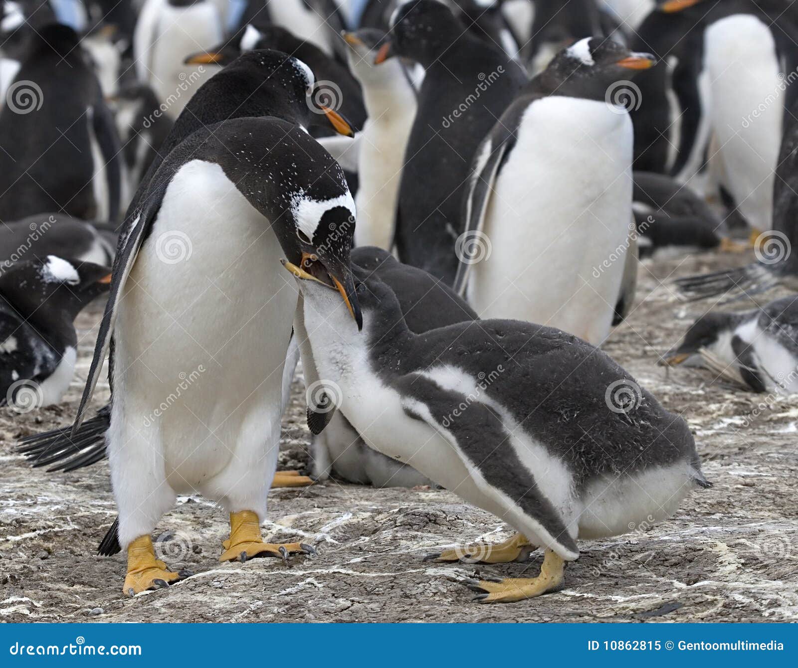 Gentoo Penguins (Pygoscelis Papua) Stock Image - Image of nature ...