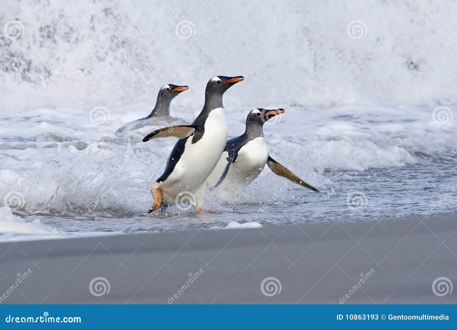Gentoo Penguins (Pygoscelis Papua) Stock Image - Image of gentoo, papua ...
