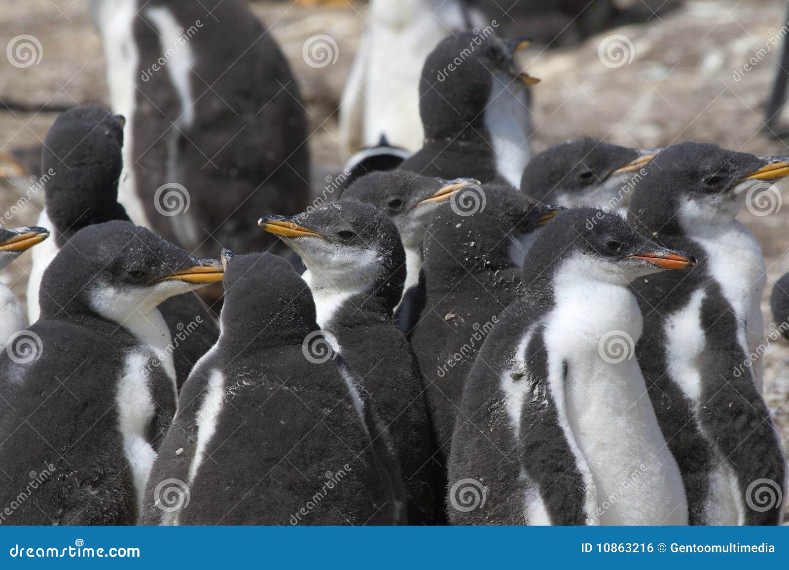Gentoo Penguins (Pygoscelis Papua) Stock Photo - Image of south ...