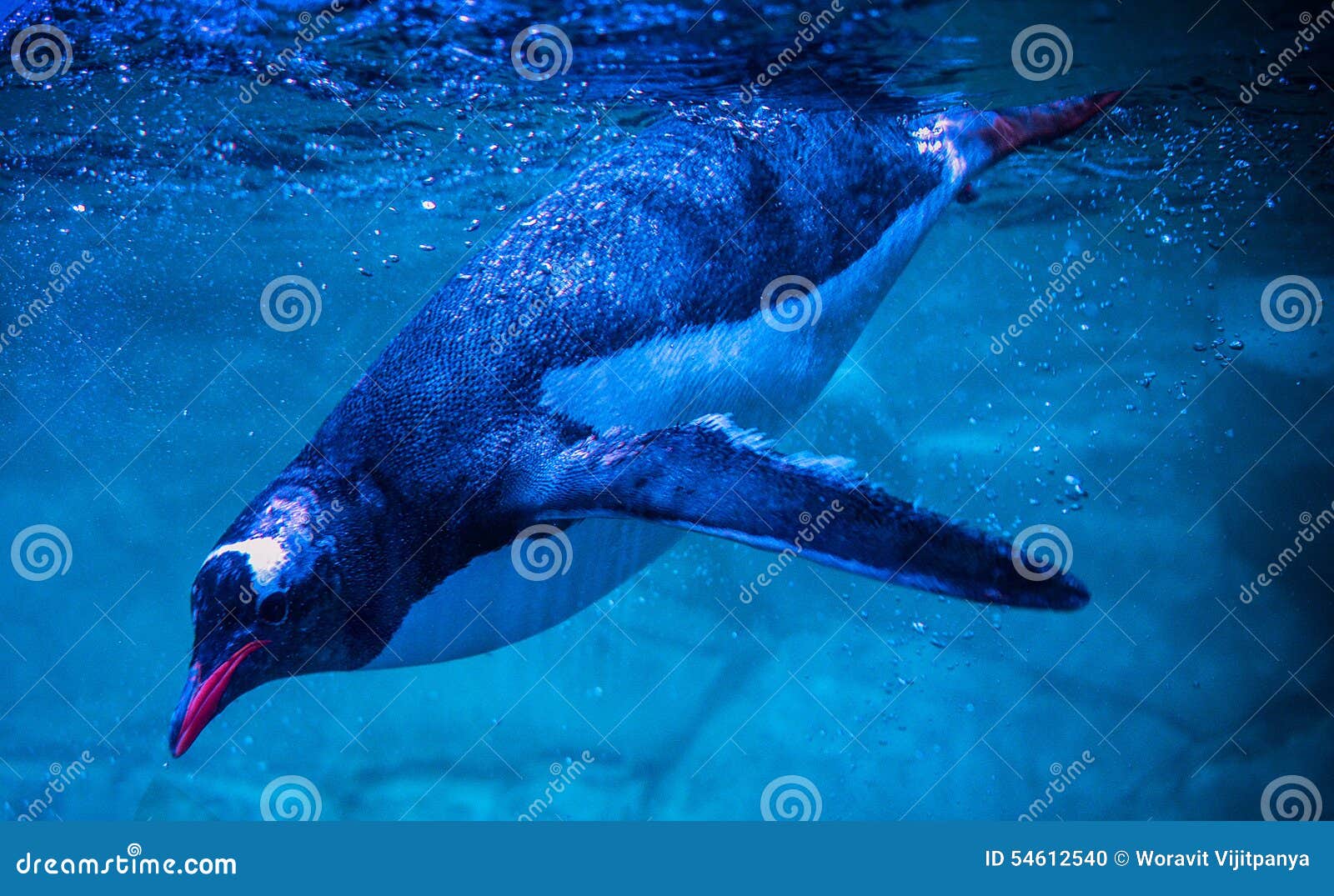 Gentoo penguins swimming stock photo. Image of polar - 54612540