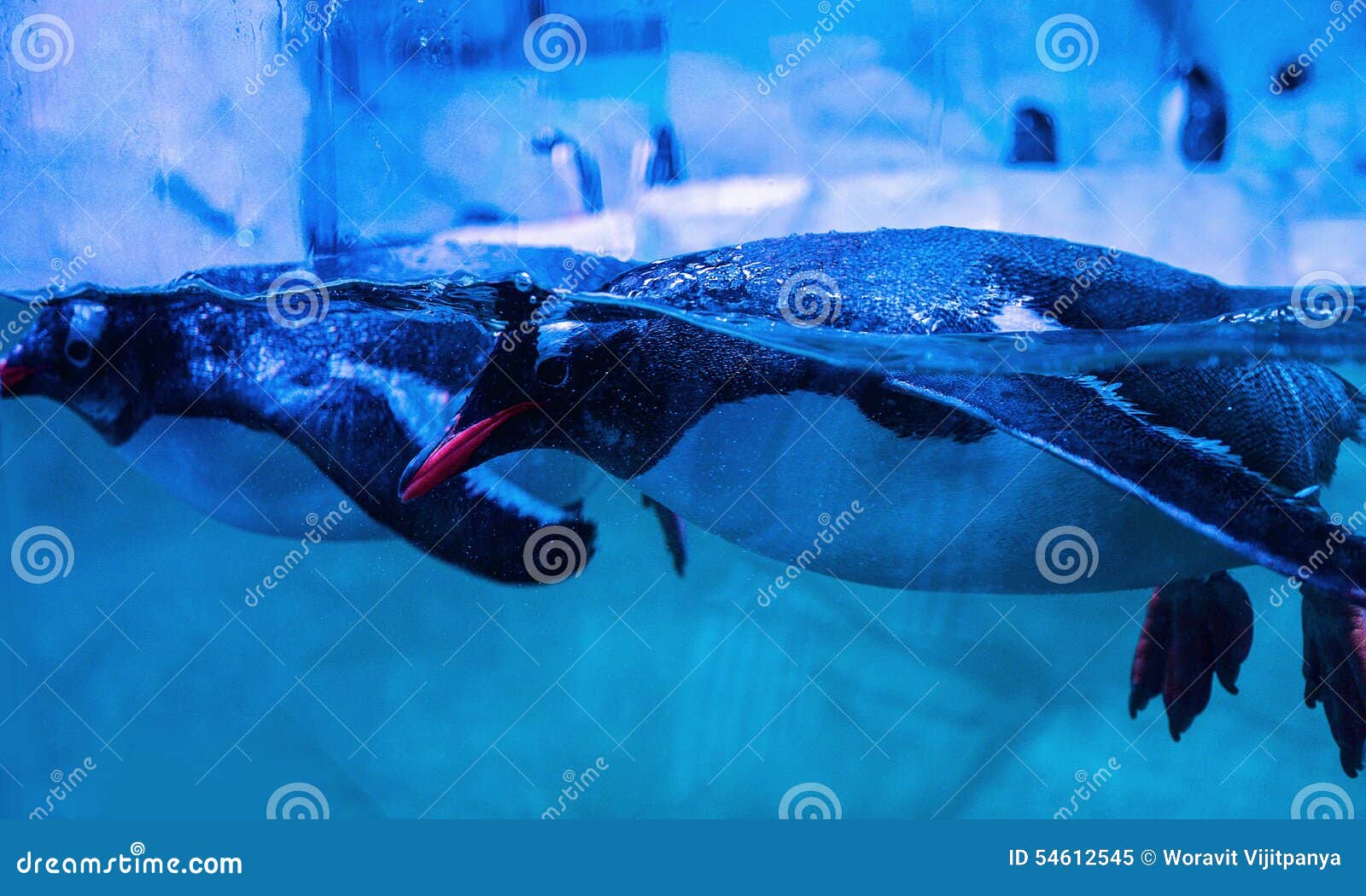 Gentoo penguins swimming stock image. Image of wilderness - 54612545