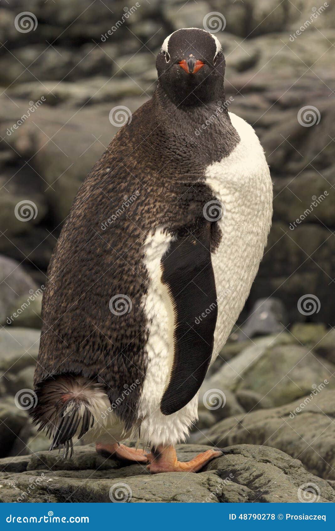 Gentoo Pinguin in Antarctica Stock Photo - Image of flipper, cold: 48790278
