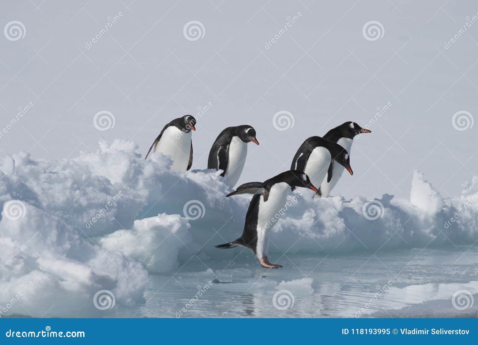 Gentoo-Pinguine Auf Dem Eis Stockbild - Bild von tier, winter: 118193995
