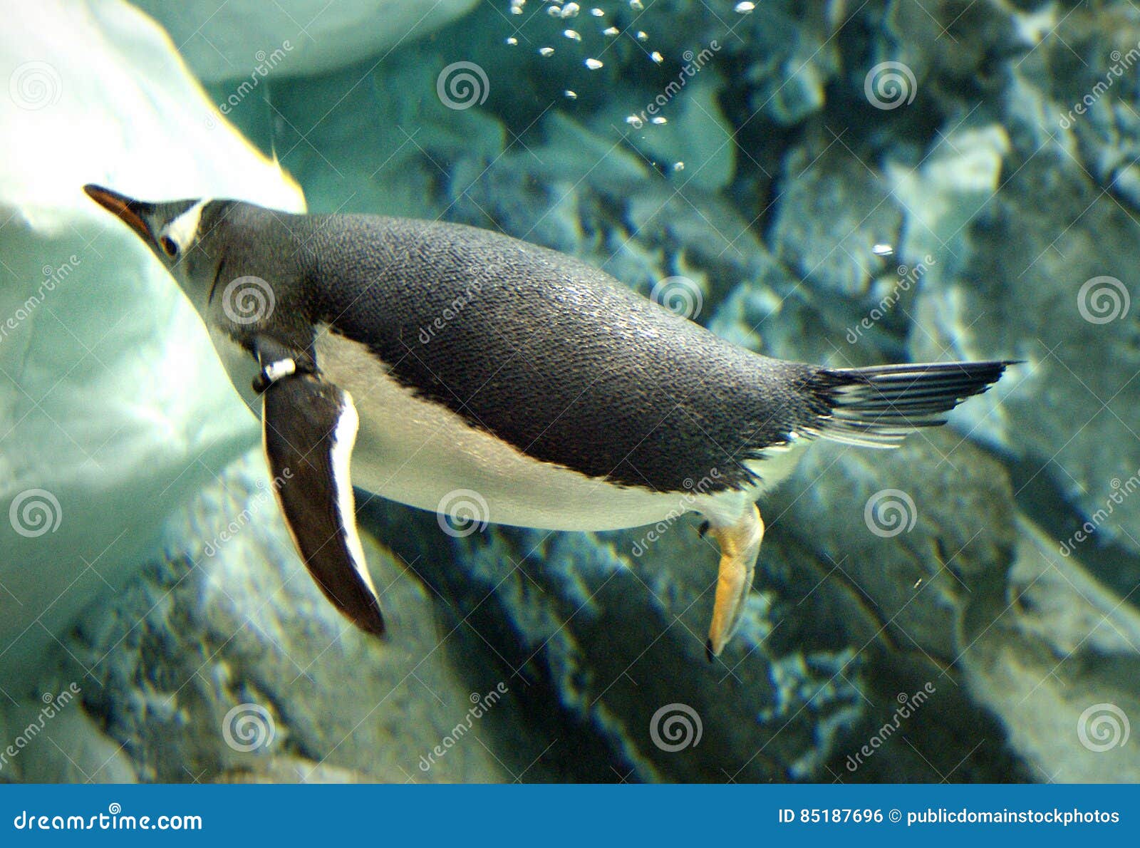 Gentoo Pingvin Bild. Bild: 85187696