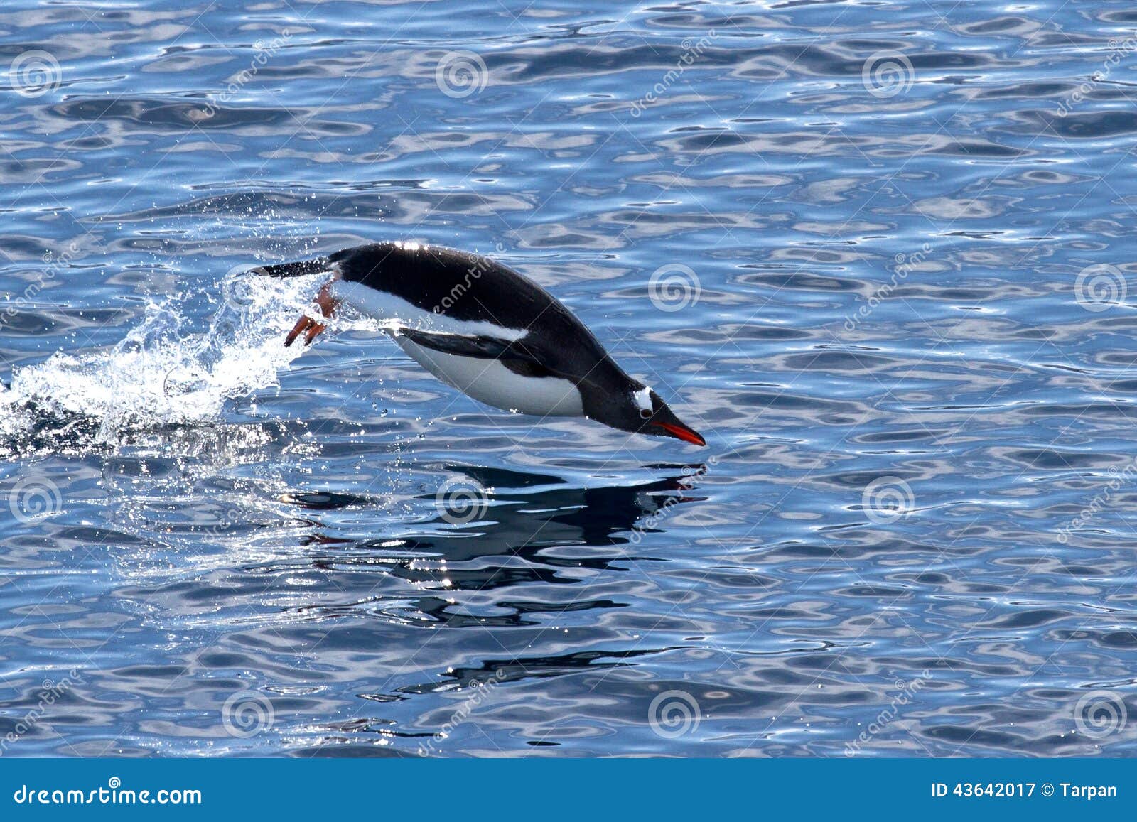 Gentoo Pingvin Som Hoppar Ut Ur Vattensimningen Fotografering för ...